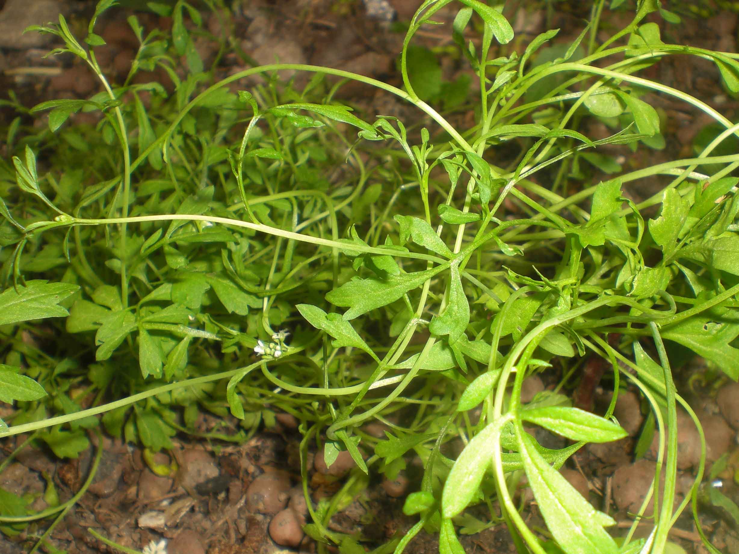 Knæhøj karse – en guide til det grønne drys